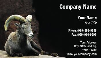 Wildlife Photography Business Cards