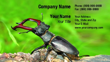 Business Card Designs by Karel Gallas