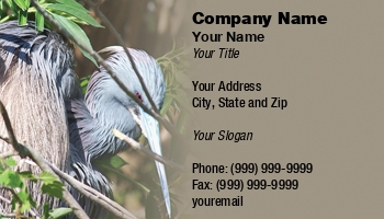 Business Card Designs by Dana Tucker