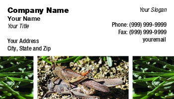 Pest Control Business Cards