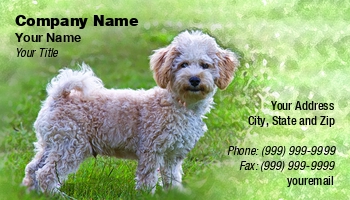 Animal Trainer Business Cards